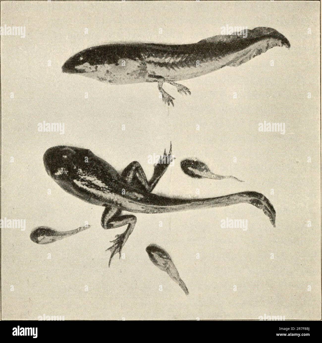 Stages in the life of tadpoles of the green frog Stock Photo - Alamy