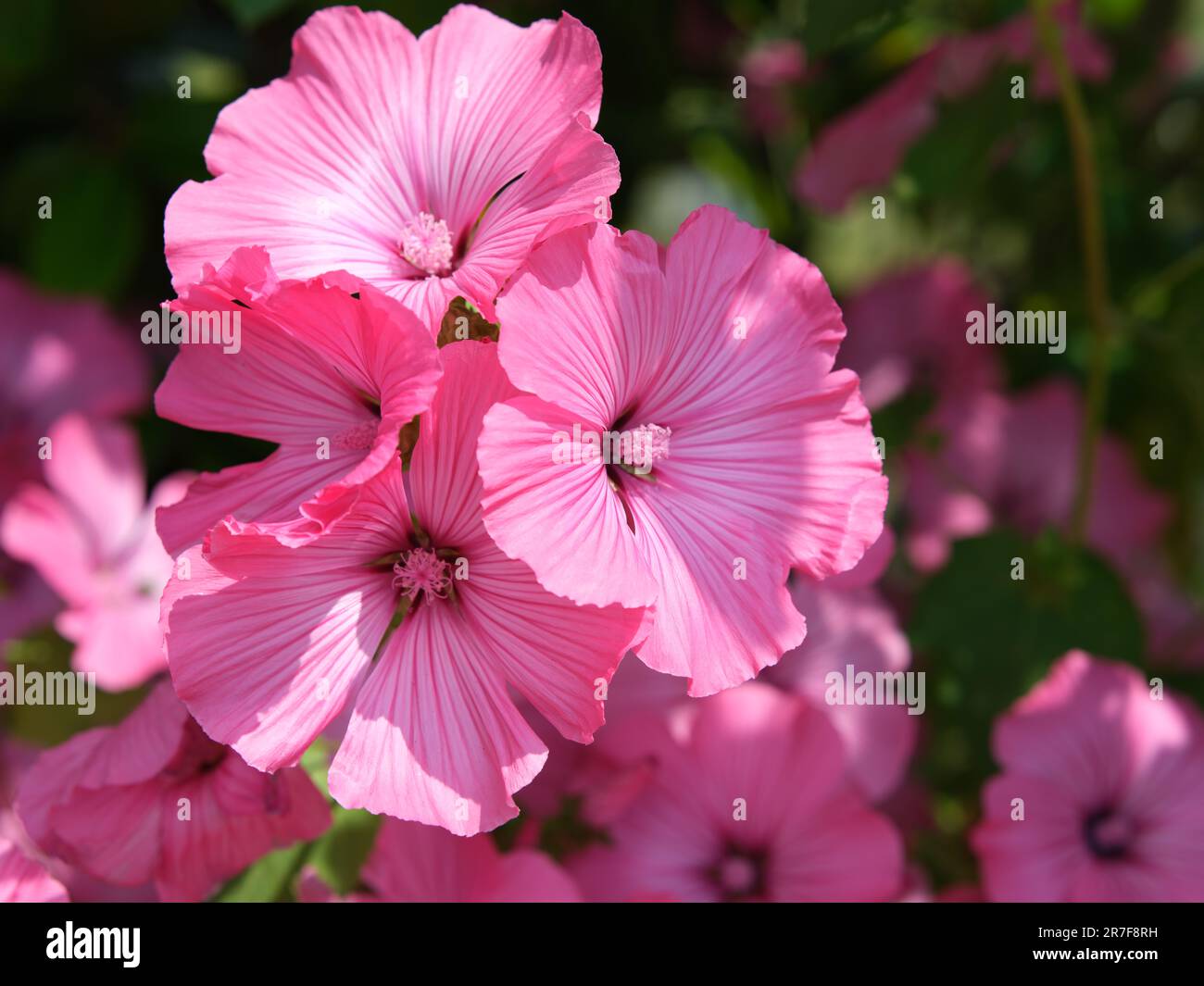 FLOWERS LAVATERA ANNUAL MALLOW MALVA TRIMESTRIS Stock Photo - Alamy