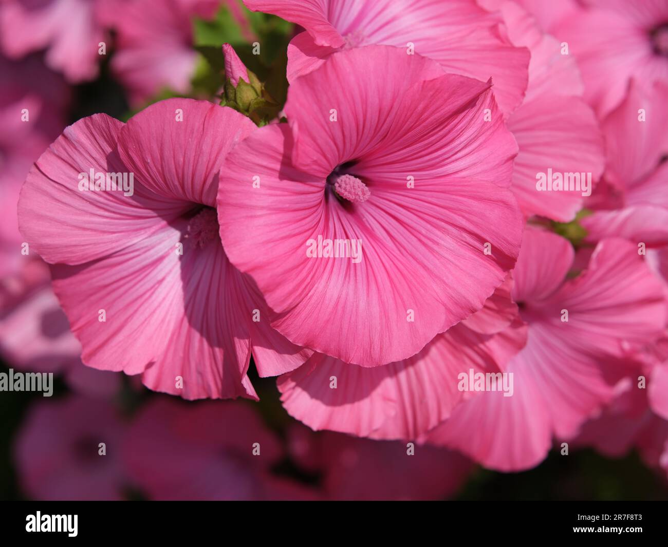 FLOWERS LAVATERA ANNUAL MALLOW MALVA TRIMESTRIS Stock Photo - Alamy