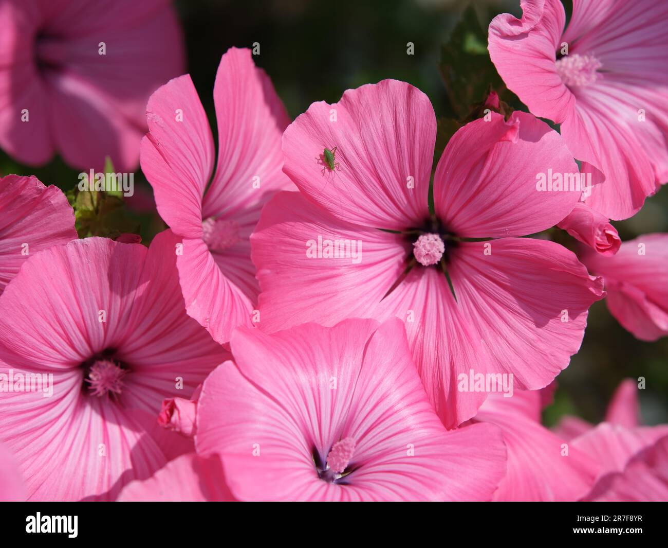 FLOWERS LAVATERA ANNUAL MALLOW MALVA TRIMESTRIS Stock Photo - Alamy