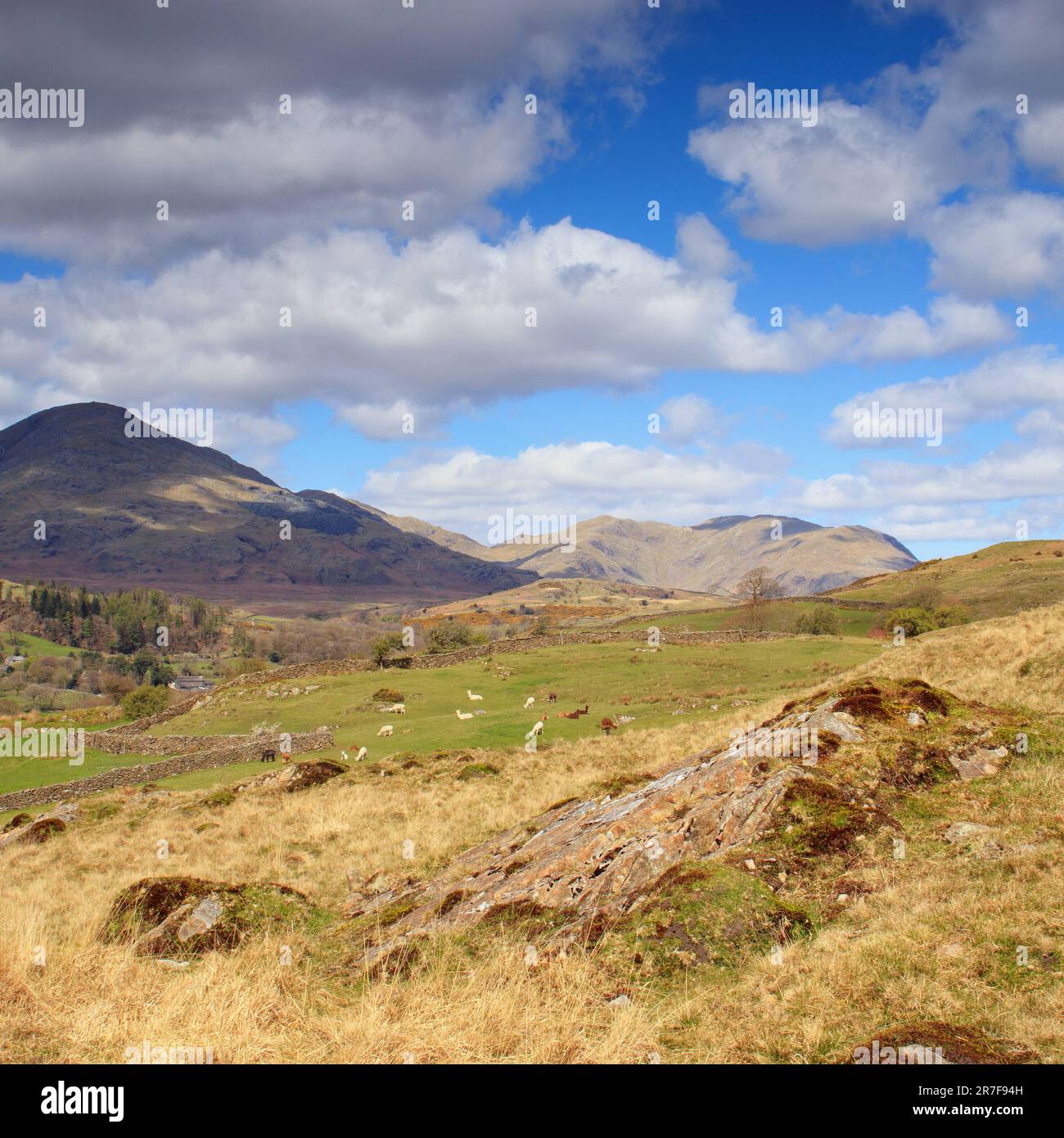 The Coniston fells, viewed from the hill above Kelly Hall Tarn, Lake ...
