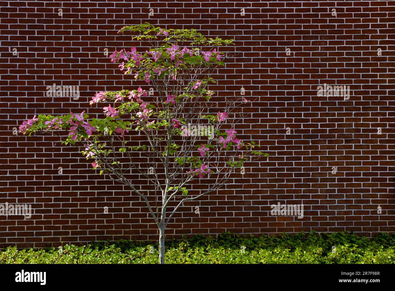 Blooming dogwood tree in front of a brick exterior wall Stock Photo - Alamy