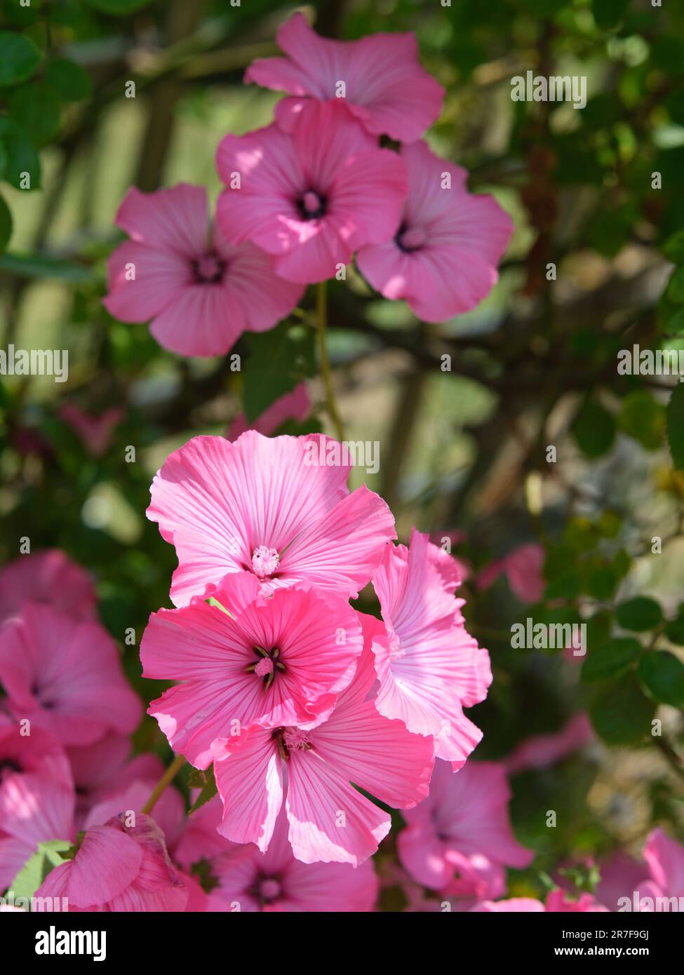 FLOWERS LAVATERA ANNUAL MALLOW MALVA TRIMESTRIS Stock Photo - Alamy