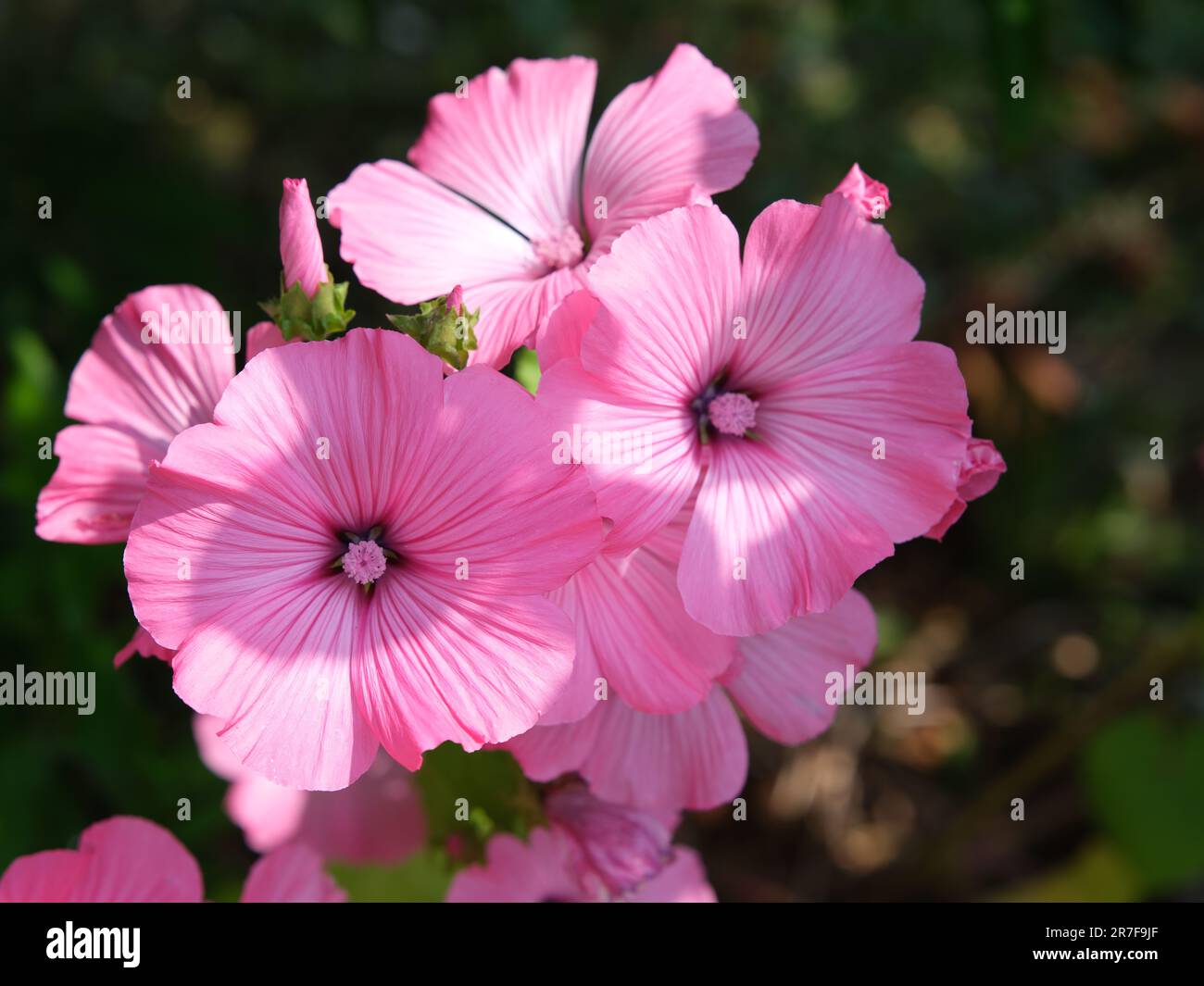 FLOWERS LAVATERA ANNUAL MALLOW MALVA TRIMESTRIS Stock Photo - Alamy