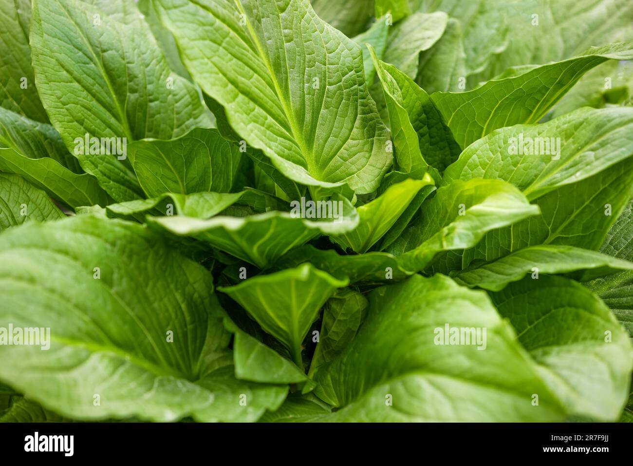Close up of a large leaf bog plant at Beaver Marsh, Cuyahoga Valley ...