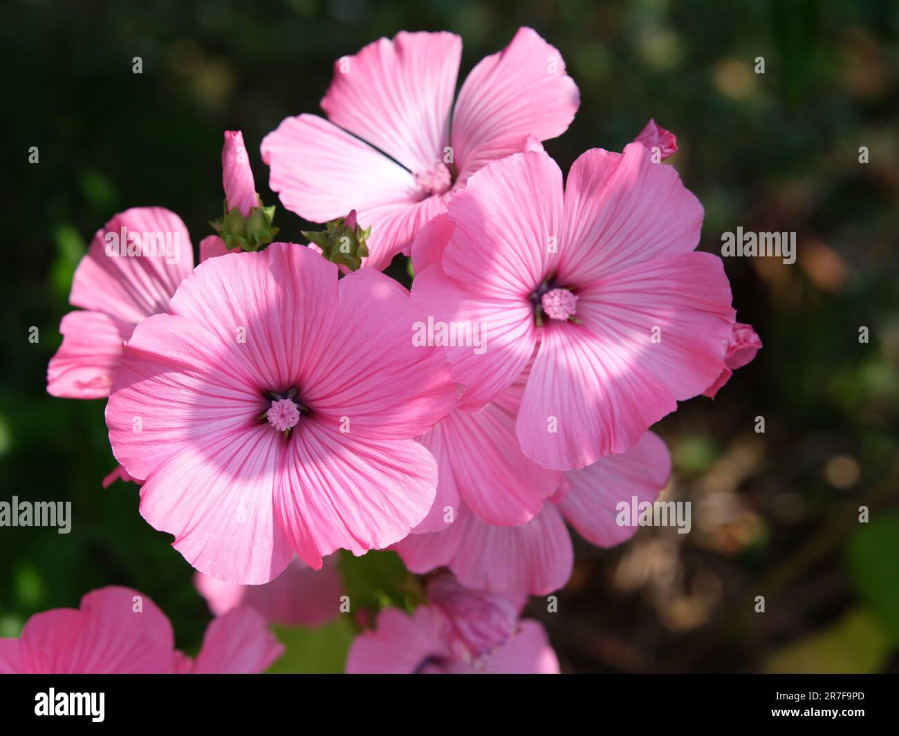FLOWERS LAVATERA ANNUAL MALLOW MALVA TRIMESTRIS Stock Photo - Alamy