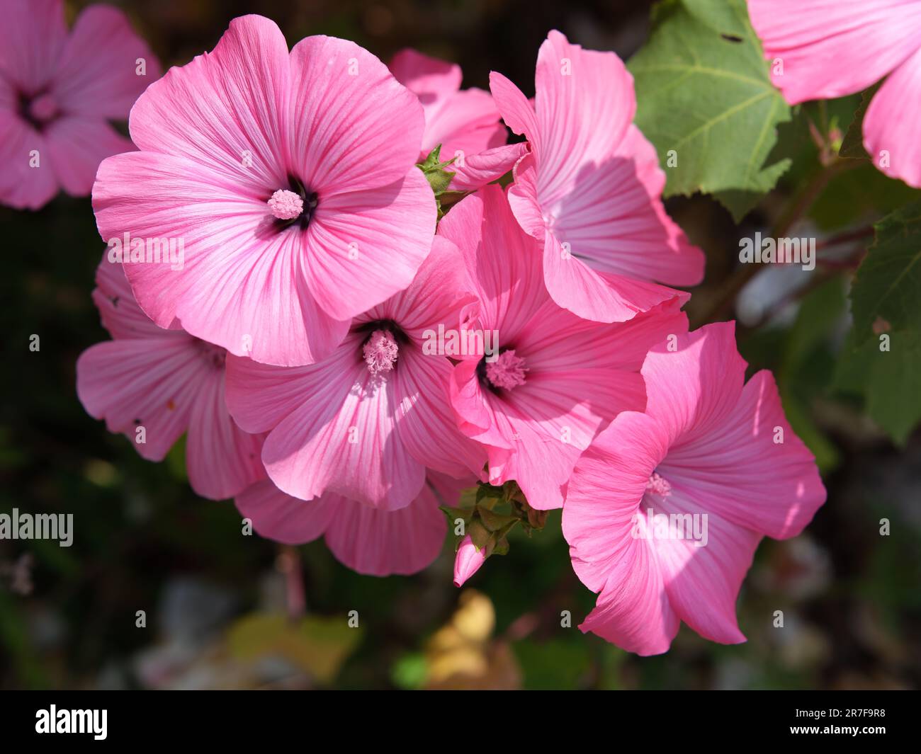 FLOWERS LAVATERA ANNUAL MALLOW MALVA TRIMESTRIS Stock Photo - Alamy