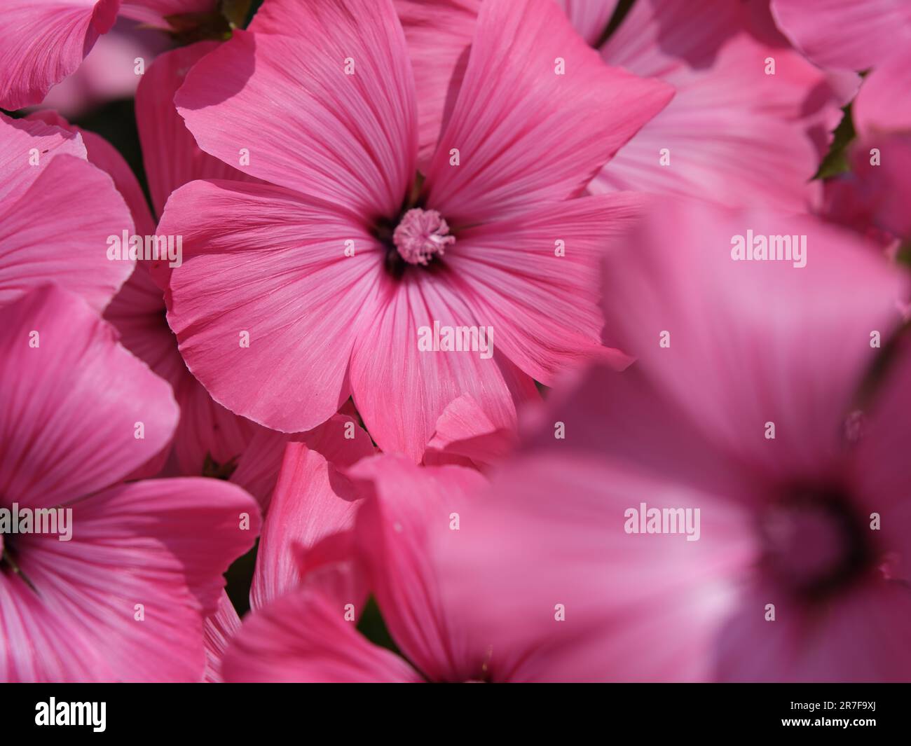 FLOWERS LAVATERA ANNUAL MALLOW MALVA TRIMESTRIS Stock Photo - Alamy