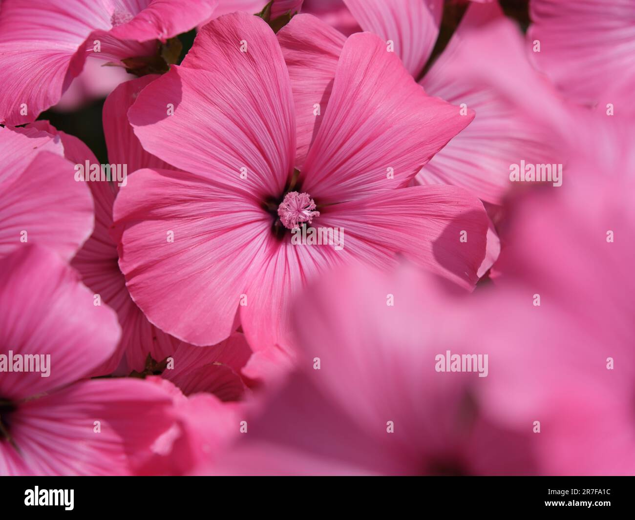 FLOWERS LAVATERA ANNUAL MALLOW MALVA TRIMESTRIS Stock Photo - Alamy