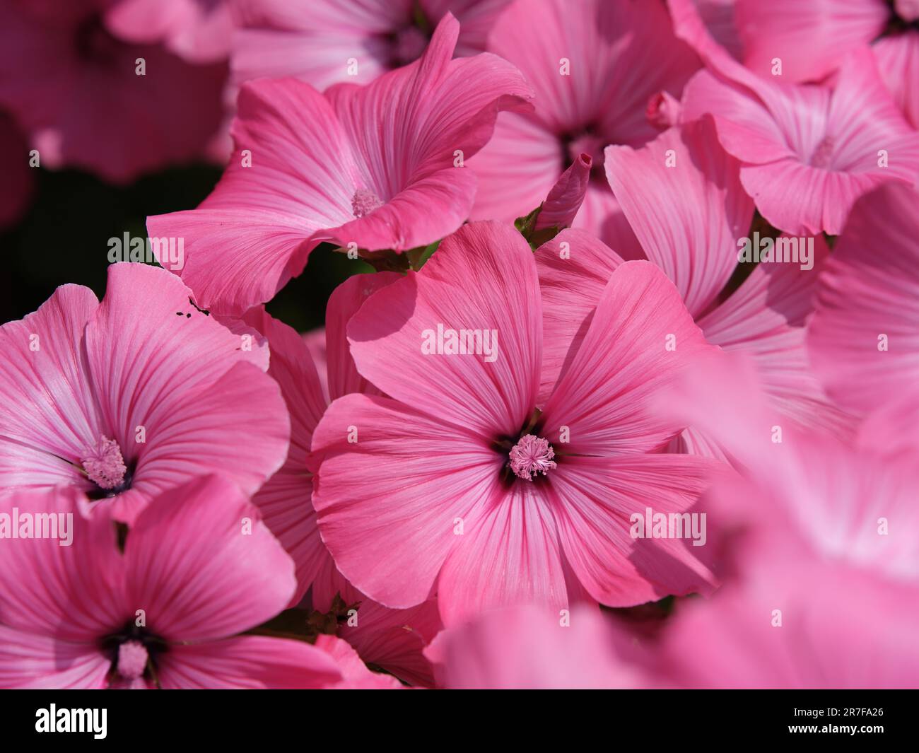 FLOWERS LAVATERA ANNUAL MALLOW MALVA TRIMESTRIS Stock Photo - Alamy