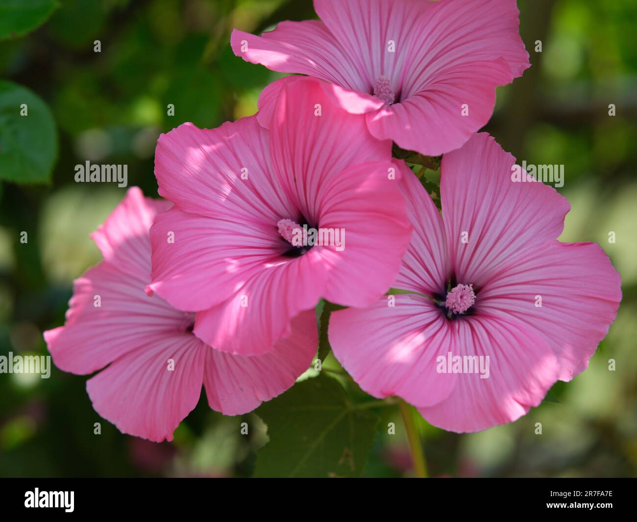 FLOWERS LAVATERA ANNUAL MALLOW MALVA TRIMESTRIS Stock Photo - Alamy