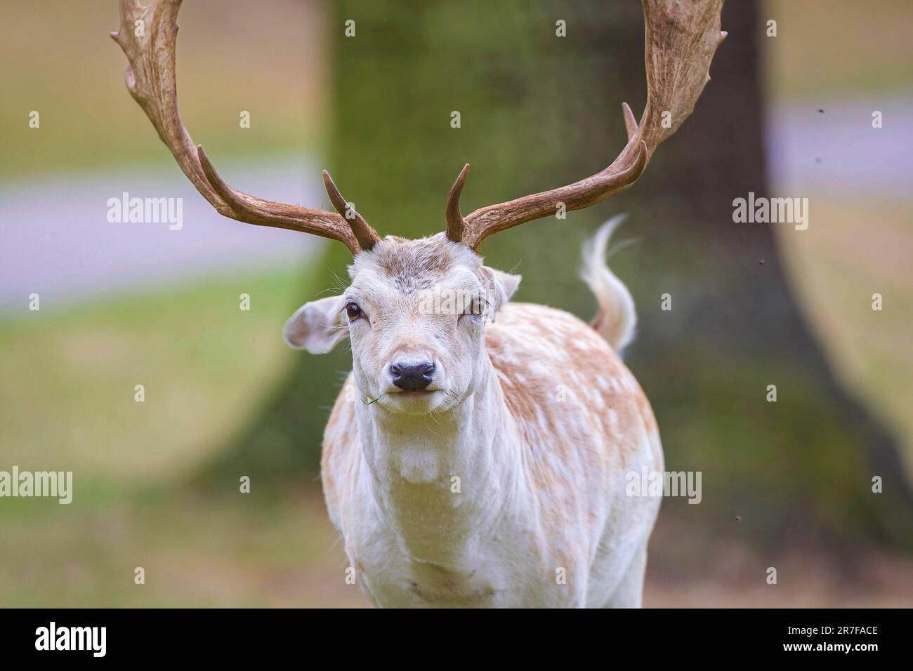 Front close up of a wild, UK fallow deer stag (Dama dama) isolated ...