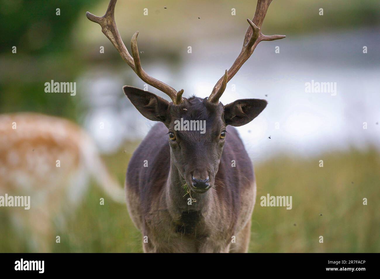 Front view of a deer with antlers in a UK park Stock Photo - Alamy