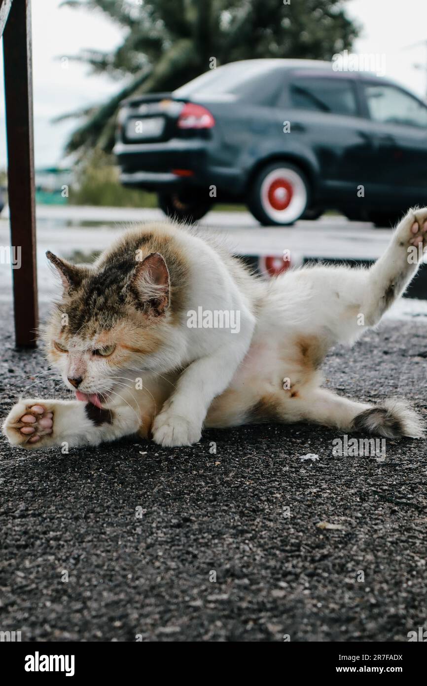 A white cat is lying on its back, with its feet and legs splayed out ...