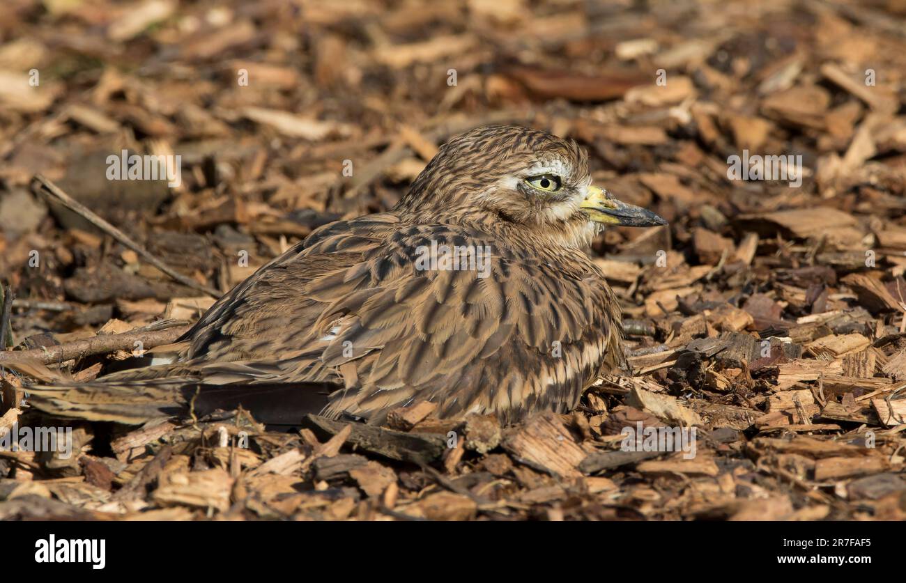 Close up of an adult stone curlew bird (Burhinus oedicnemus) sitting on ...