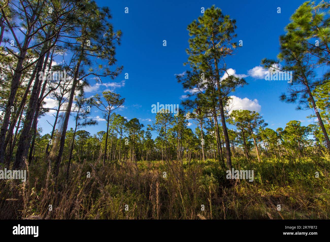 Aerial view vivid dense forest hi-res stock photography and images - Alamy