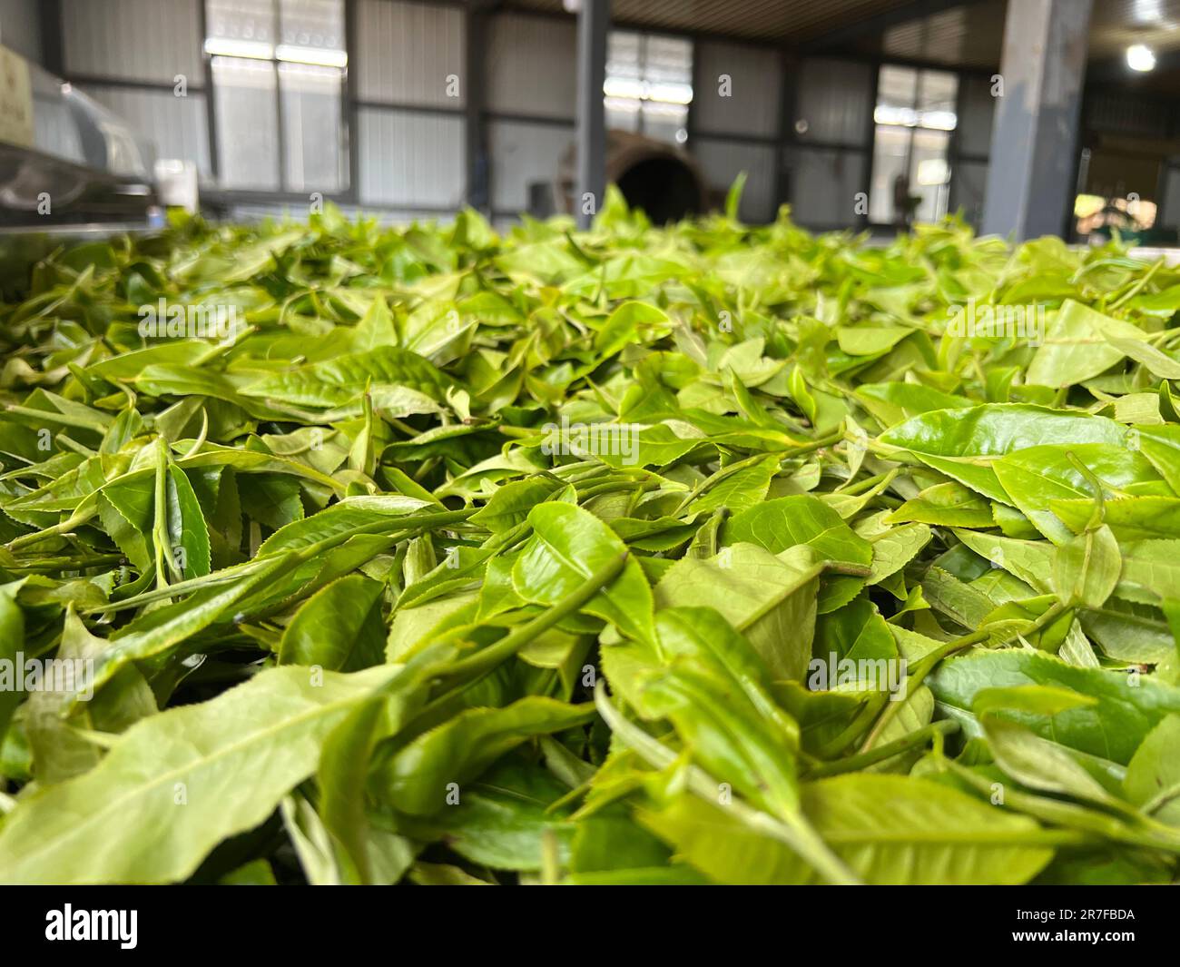 Xishuangbanna. 7th June, 2023. This photo taken on June 7, 2023 shows ...
