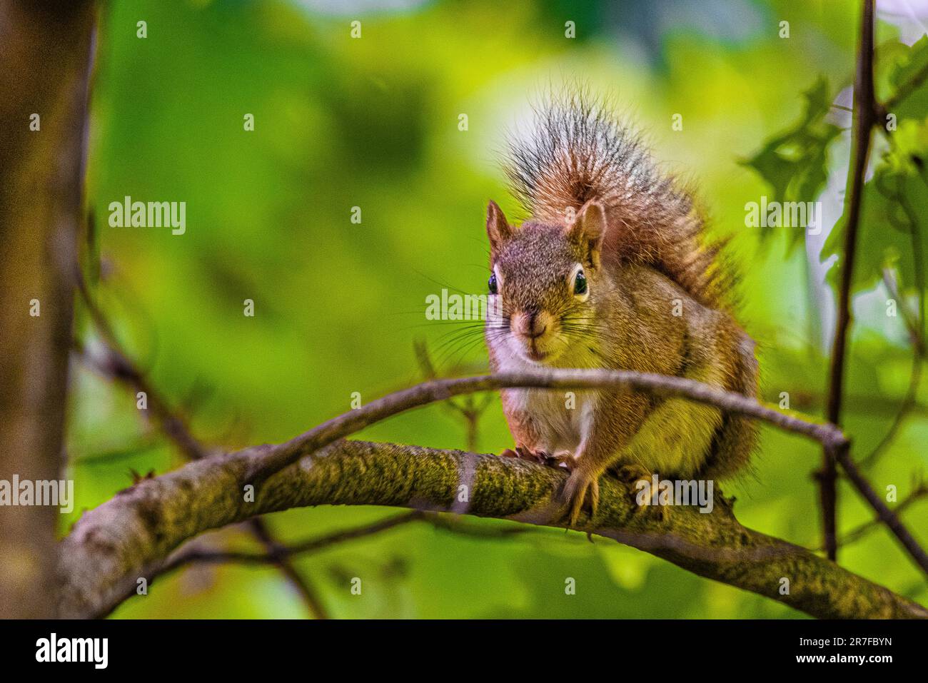 Red-Gray Squirrel. She jumped on a tree in a beautiful wild Canadian ...