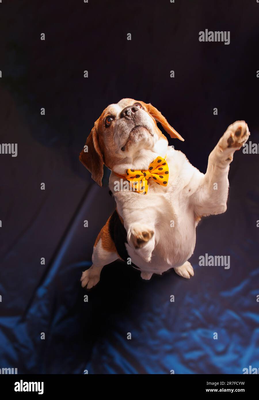 Beagle purebred dog photo sesion in studio Stock Photo - Alamy