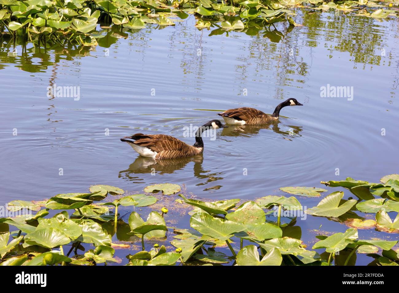 Tow geese swim in the water a Beaver Marsh in Cuyahoga Valley National ...