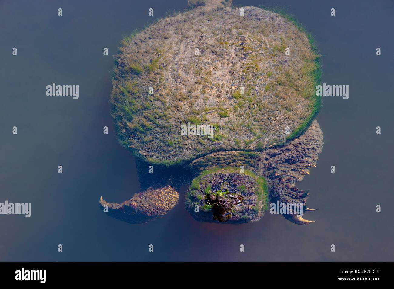 Close up of a swimming snapping turtle with moss growing on it at ...