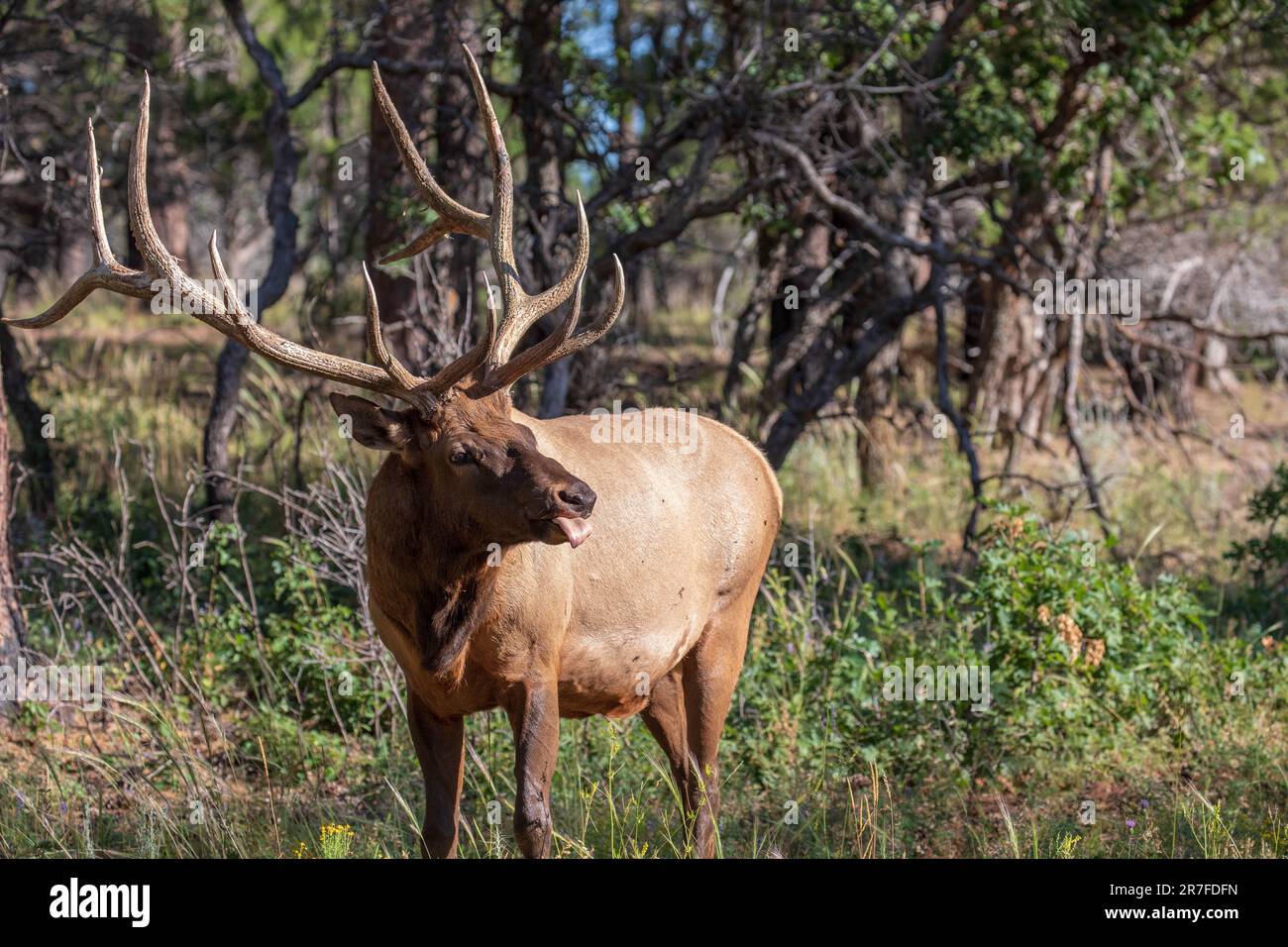 A majestic large brown elk standing in a lush forest surrounded by tall ...