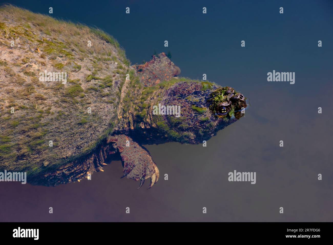 Close up of a swimming snapping turtle with moss growing on it at ...