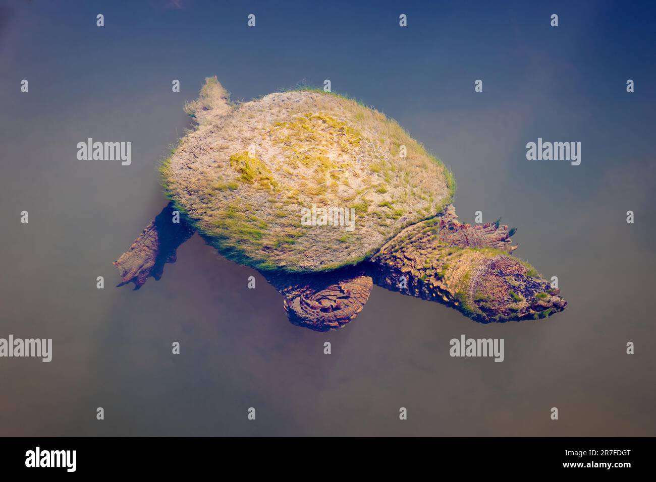 Snapping turtle close up wildlife hi-res stock photography and images ...