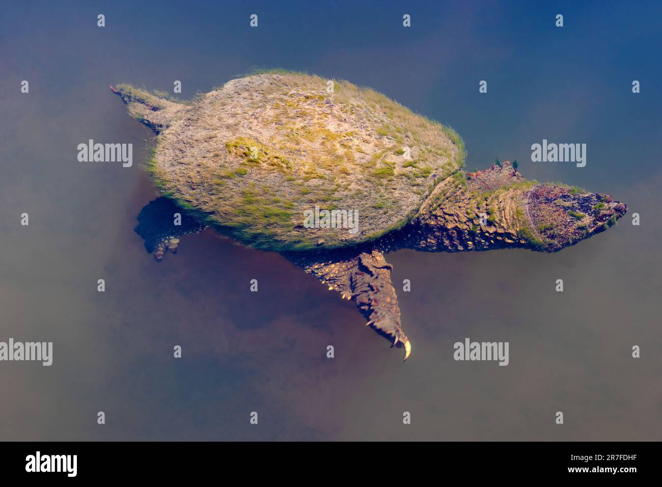 Close up of a swimming snapping turtle with moss growing on it at ...