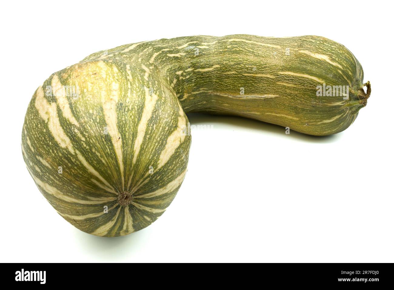 A vibrant, fresh green squash sits atop a smooth white background Stock ...