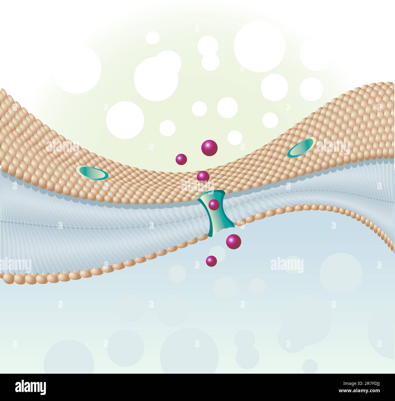 Last Molecules Of Human Cells And Cell Membrane Stock Vector Image