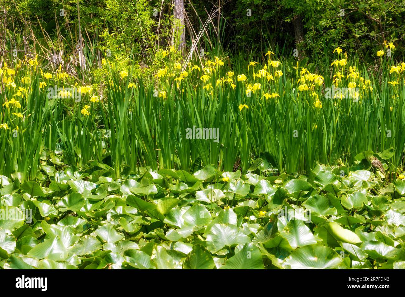 Wild iris and waterlily at Beaver Marsh, Cuyahoga Valley National Park ...