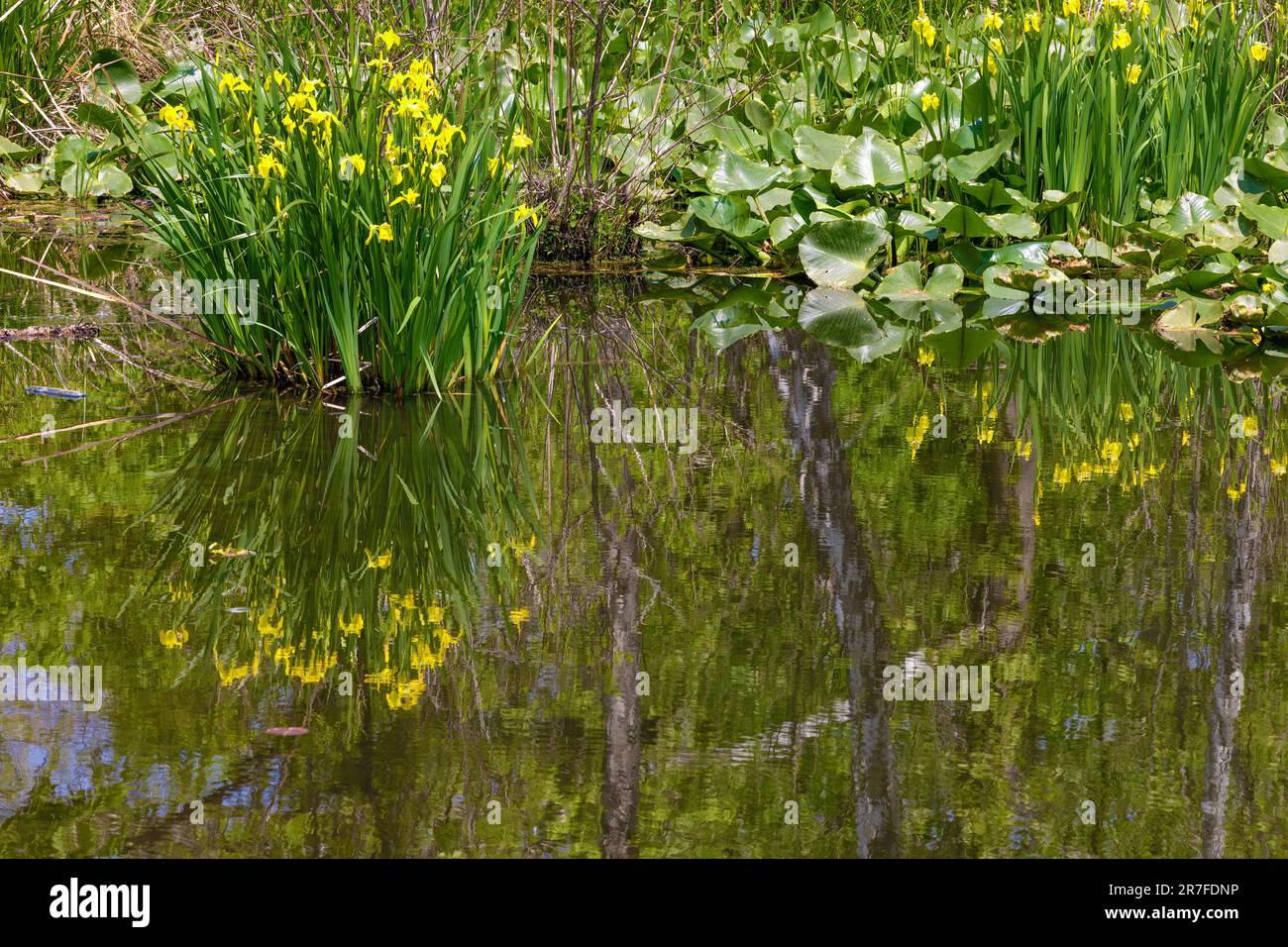 Iris blooming and waterlily plantsat Beaver Marsh, Cuyahoga Valley ...