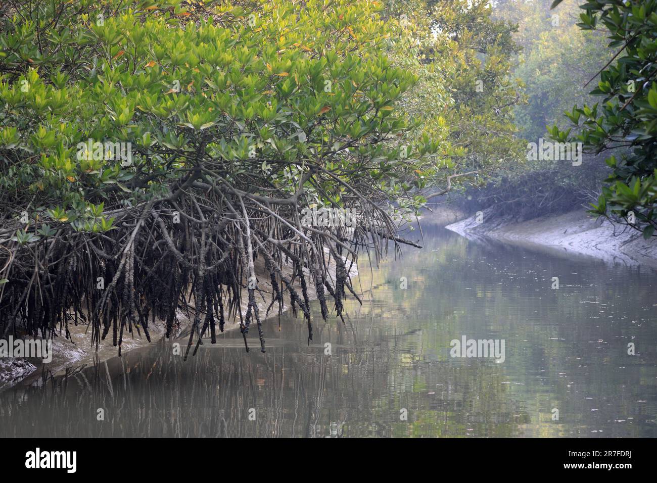 Sundarbans National Park Mangroves