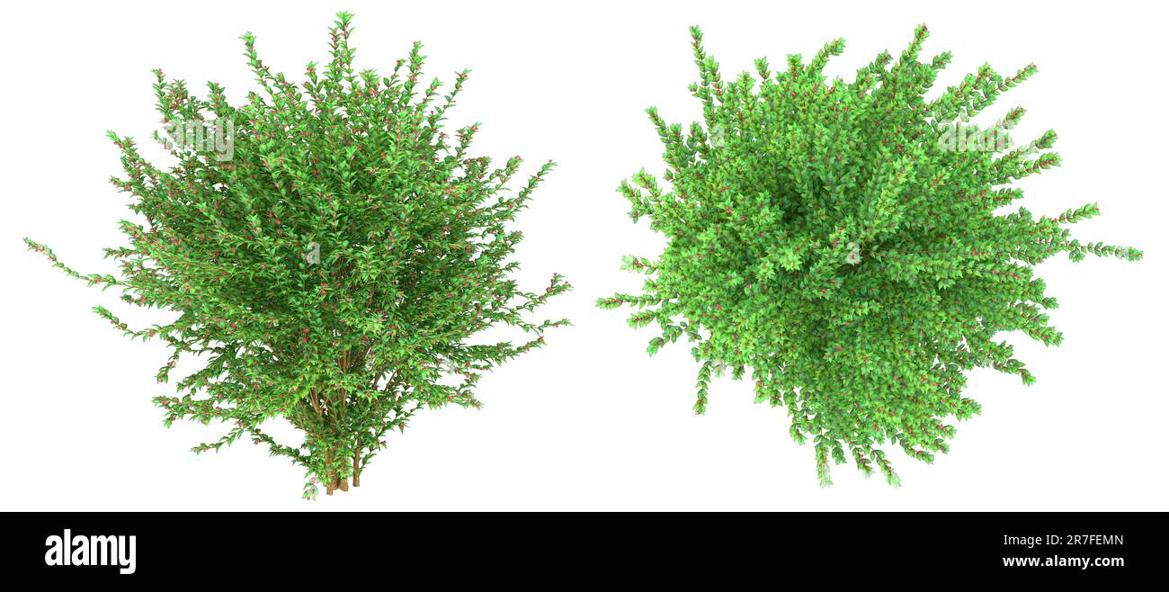 A set of two isolated images from different angles Stock Photo - Alamy