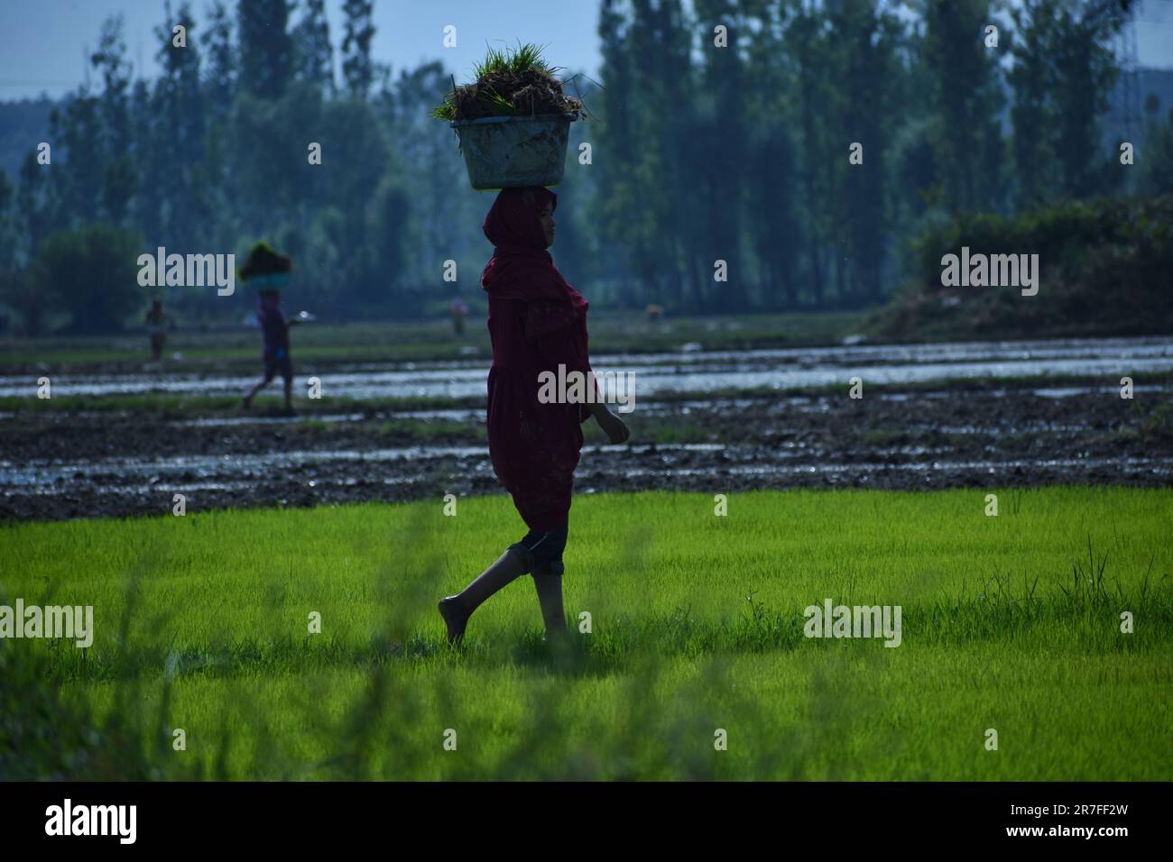 Carry sowing hi-res stock photography and images - Alamy