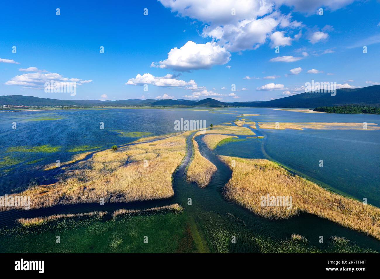 Aerial view of Dry yellow reeds on a spectacular Lake Cerknica, one of ...