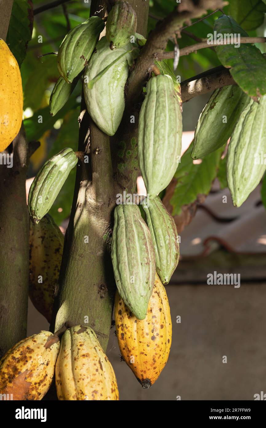 Cacao seed pods hang hi-res stock photography and images - Alamy