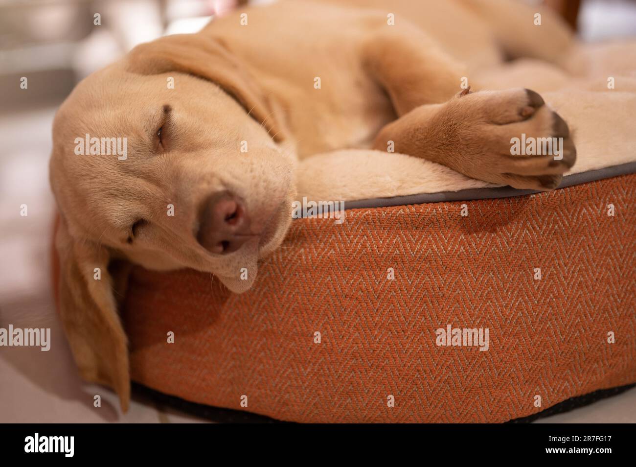Adorable sleeping labrador dog lay on soft bed close up view Stock ...