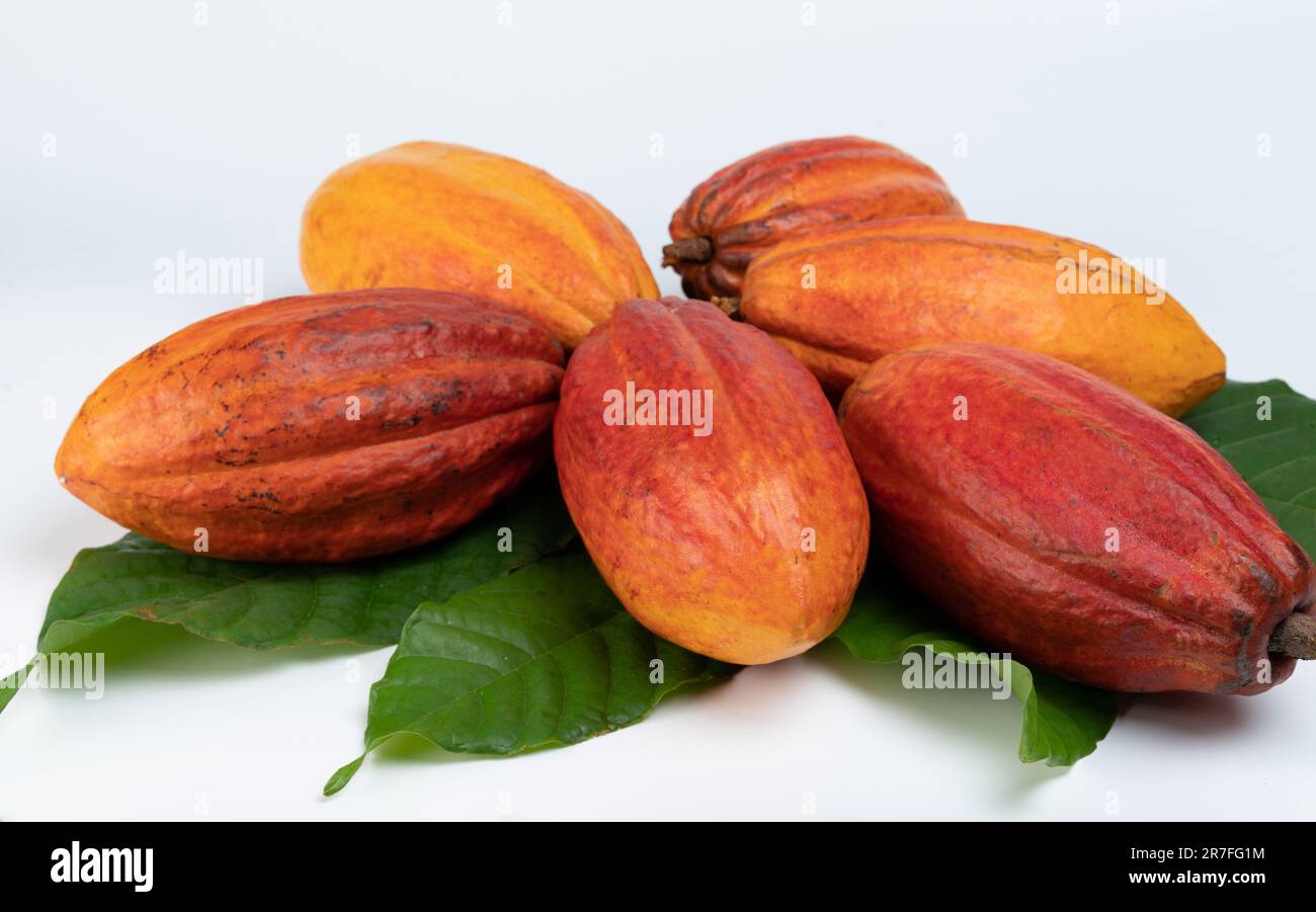Botany fruit hi-res stock photography and images - Alamy
