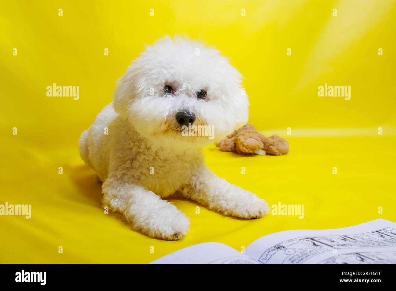 Bichon Frise dog posing in photography studio Stock Photo - Alamy