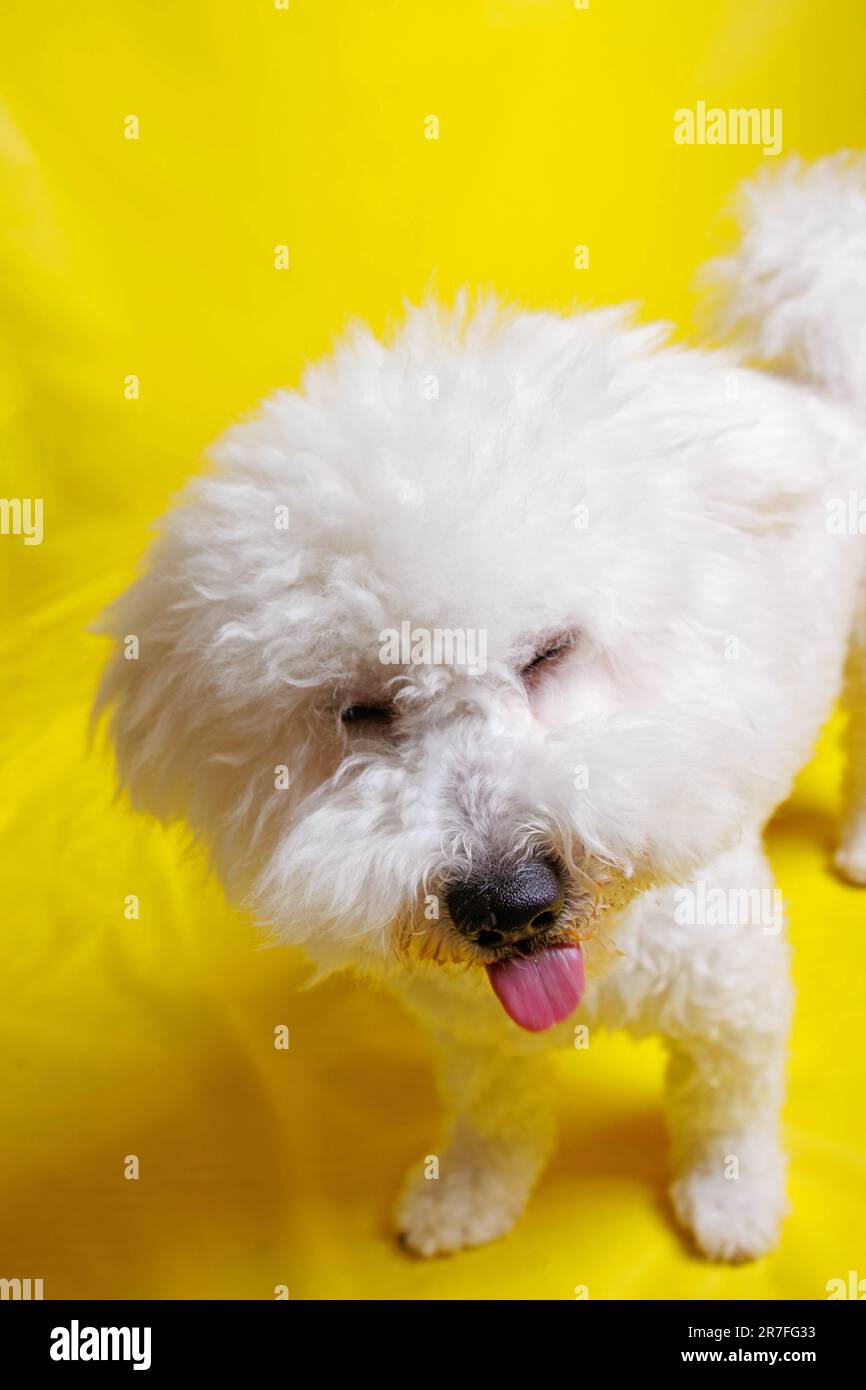 Bichon Frise dog posing in photography studio Stock Photo - Alamy