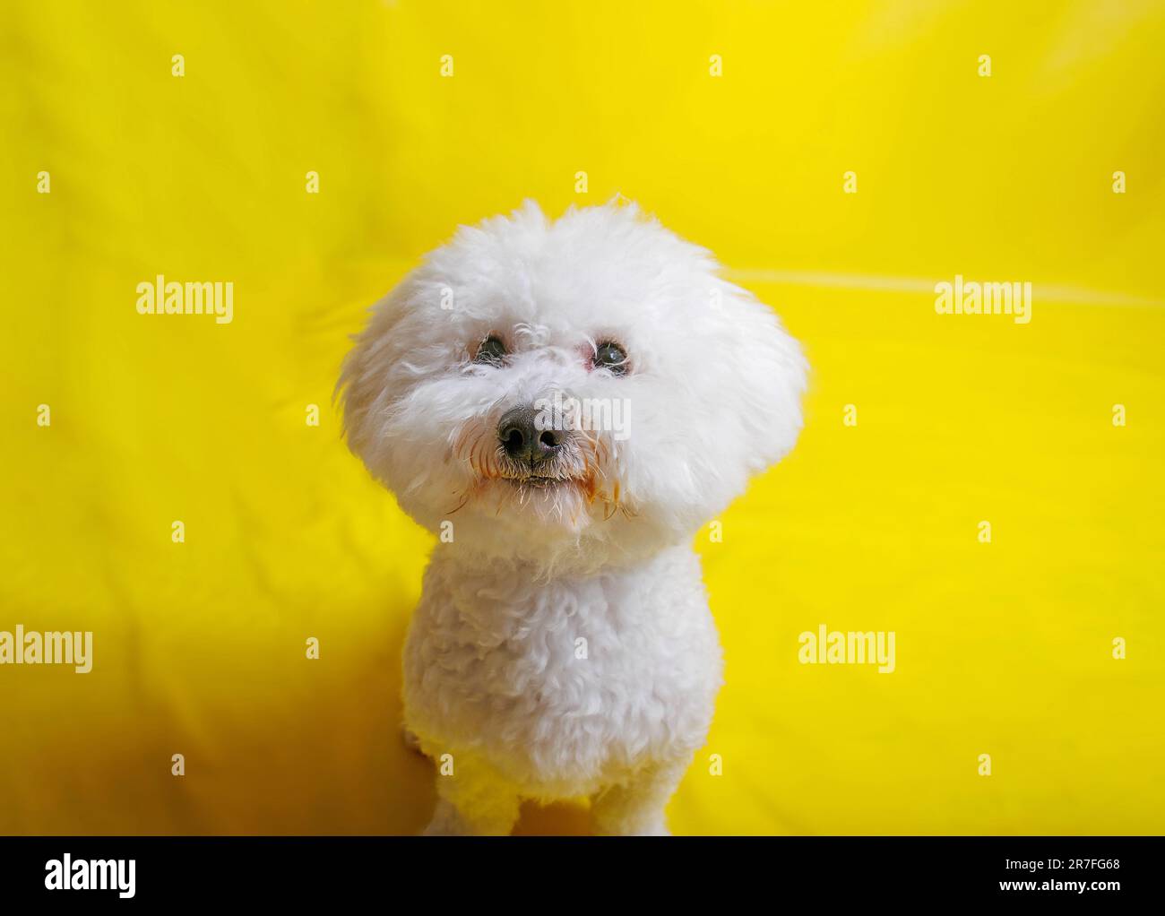 Bichon Frise dog posing in photography studio Stock Photo - Alamy