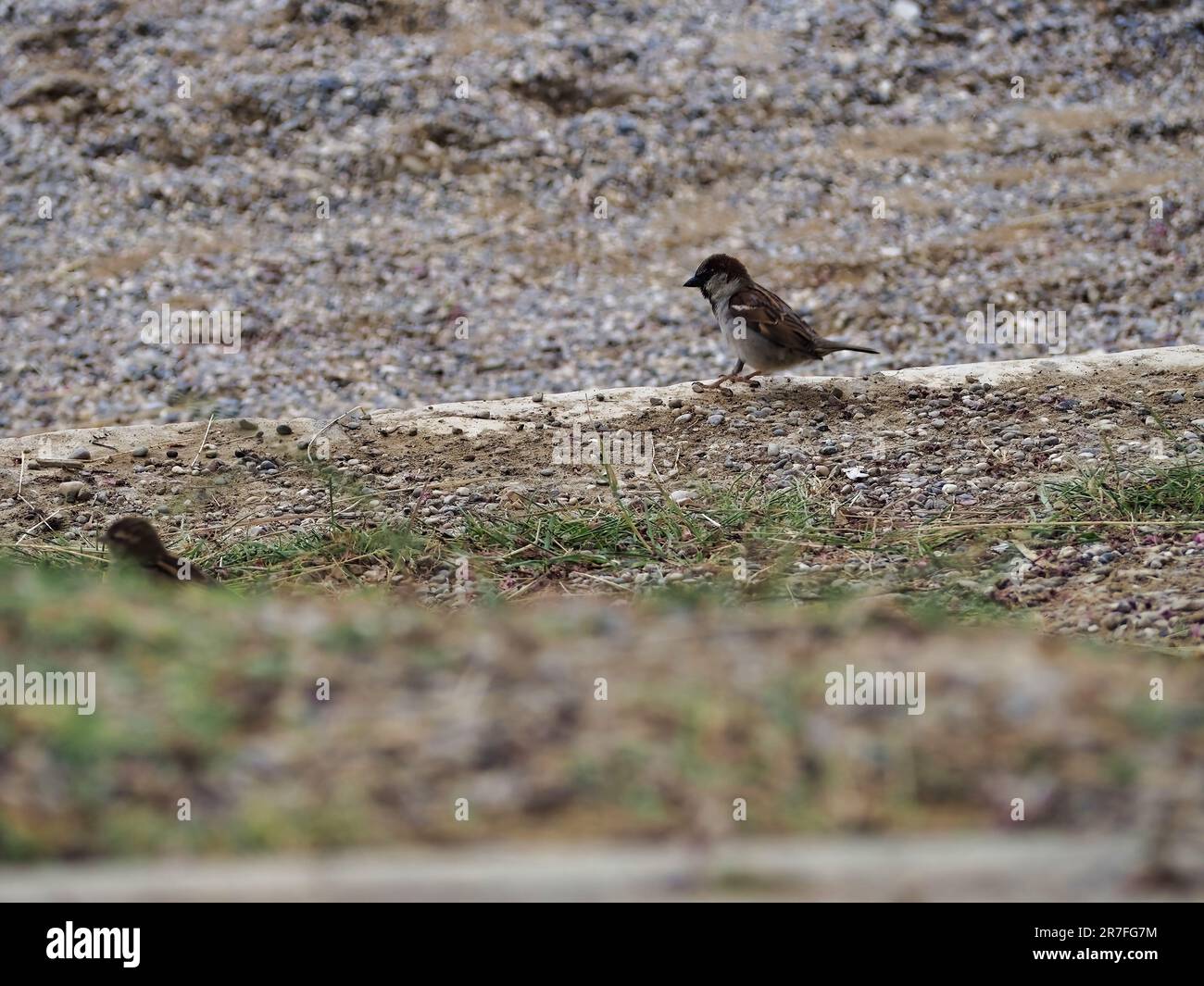 Two birds stand in the sandy soil against a backdrop of jagged rocks ...