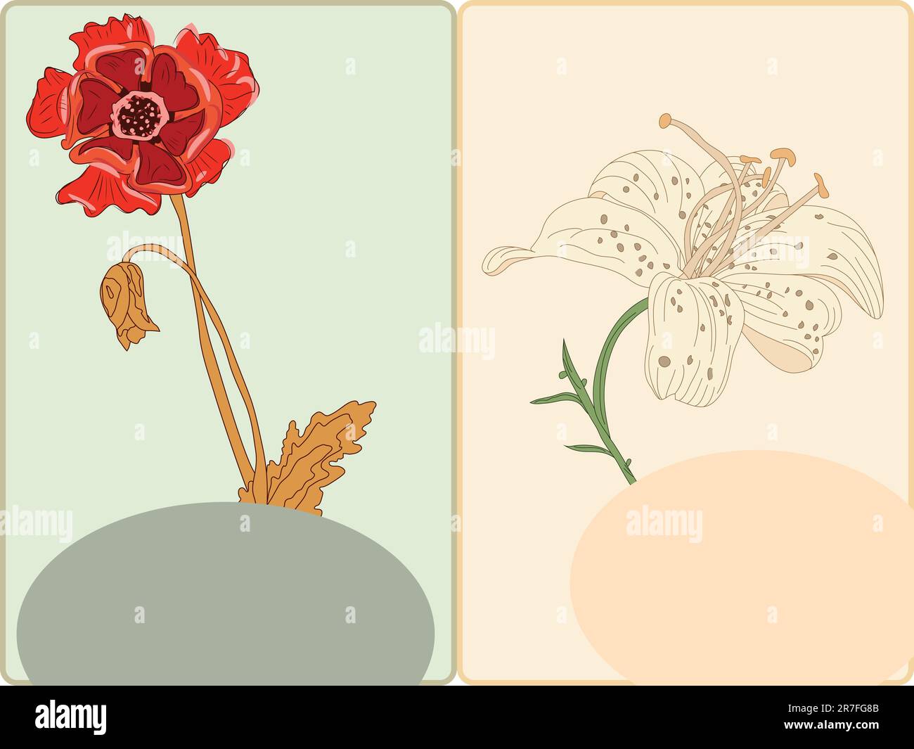 vector postcards with poppy and lily Stock Vector Image & Art - Alamy