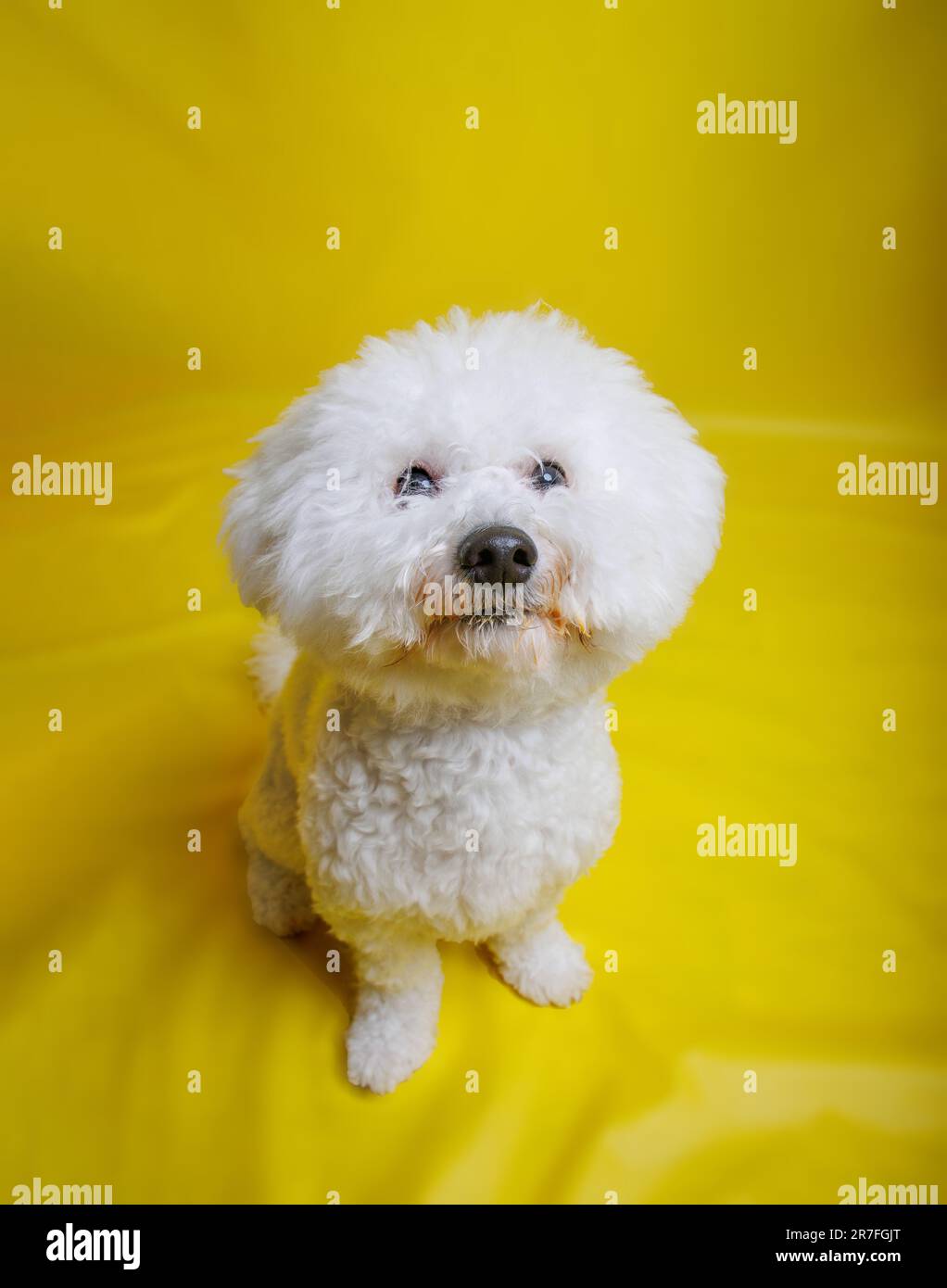 Bichon Frise dog posing in photography studio Stock Photo - Alamy