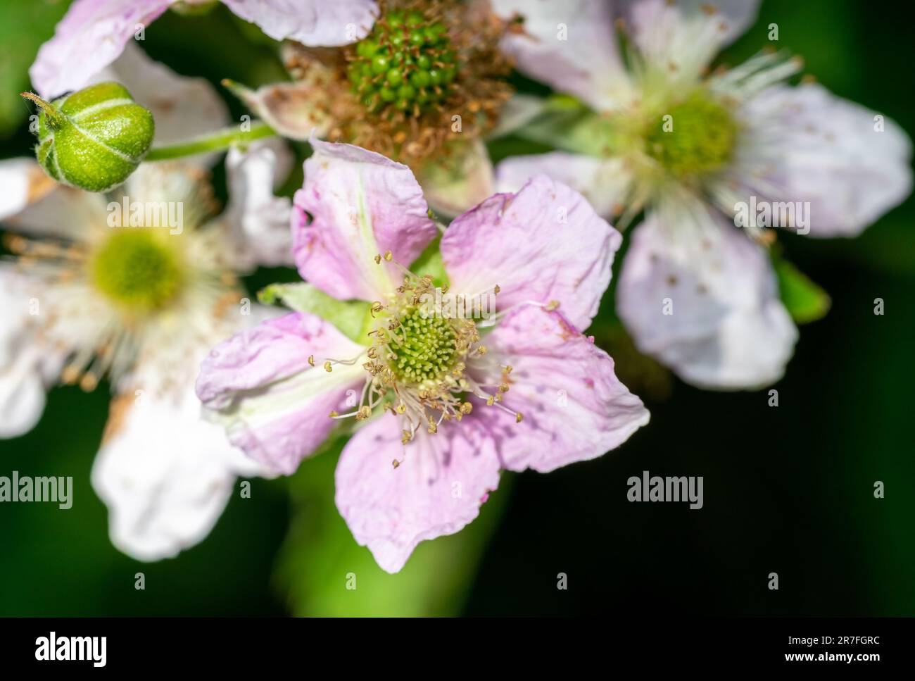 Rubusflower hi-res stock photography and images - Alamy