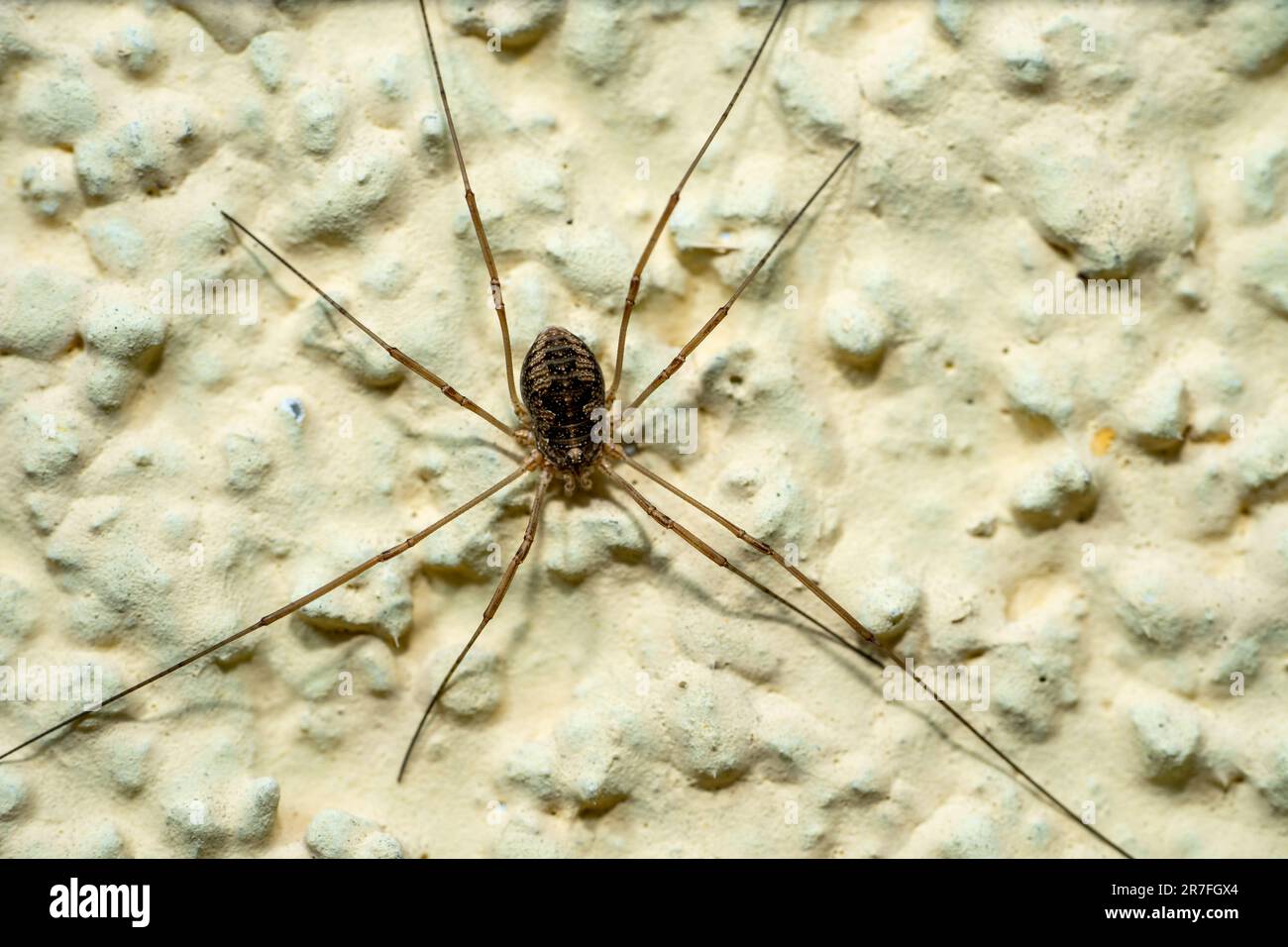 Opiliones spider hi-res stock photography and images - Alamy