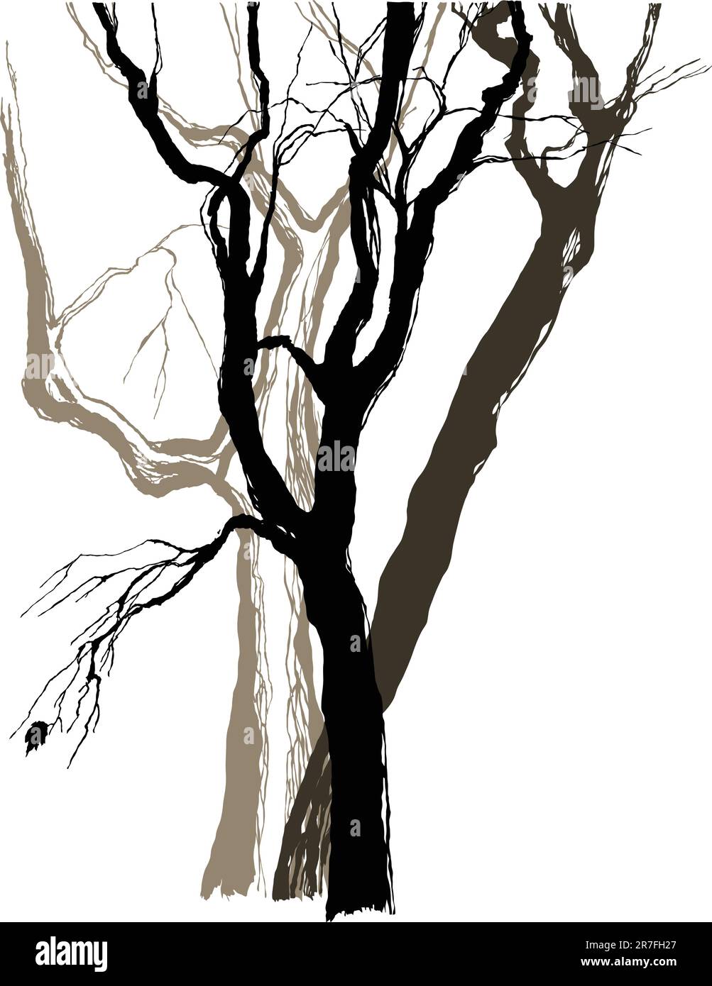 old trees drawing graphic sketch Stock Vector Image & Art - Alamy