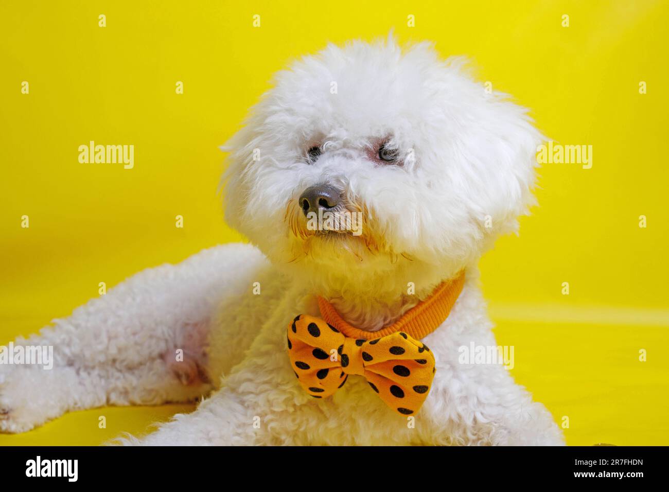Bichon Frise dog posing in photography studio Stock Photo - Alamy